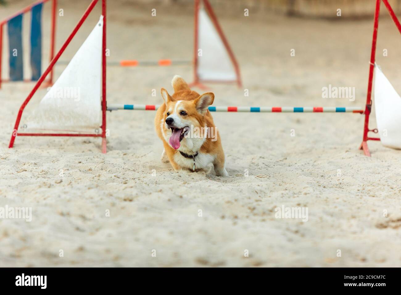Little cute Corgi dog performing during the show in competition. Pet ...