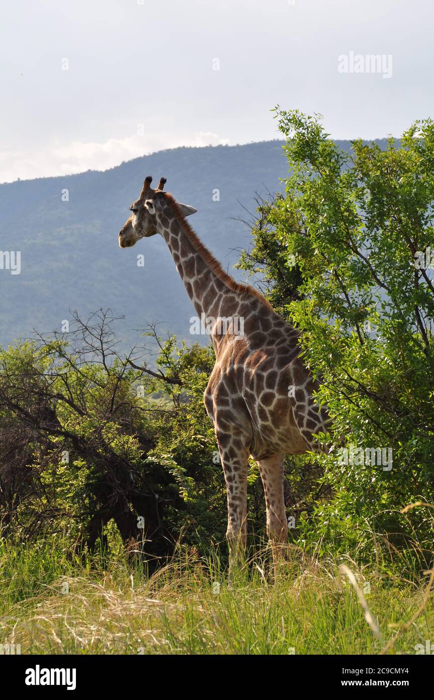 Giraffe looks out from the trees in the bush Stock Photo - Alamy