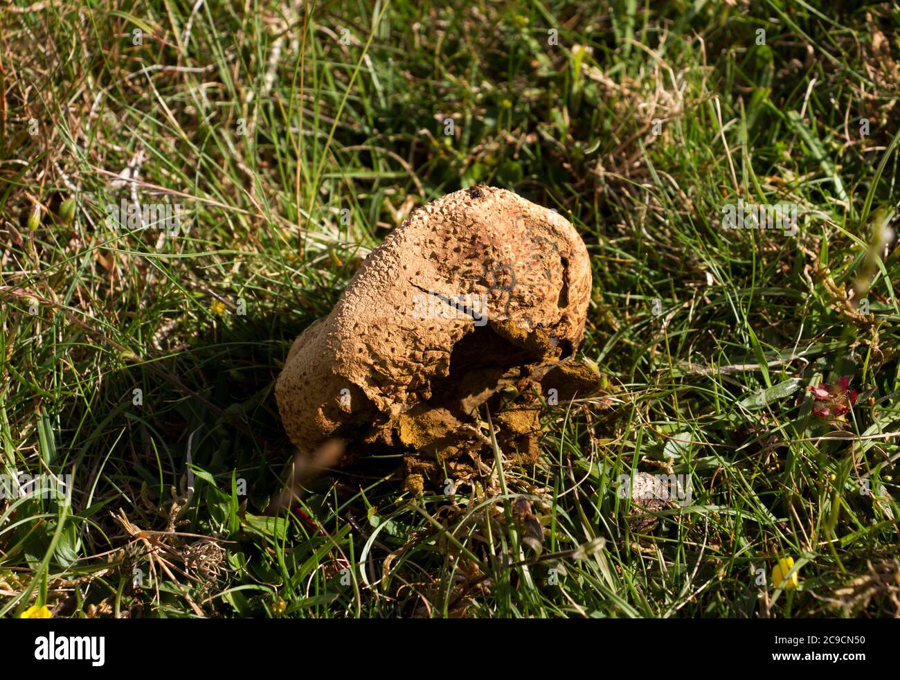 Asexual reproduction cycle hi-res stock photography and images - Alamy