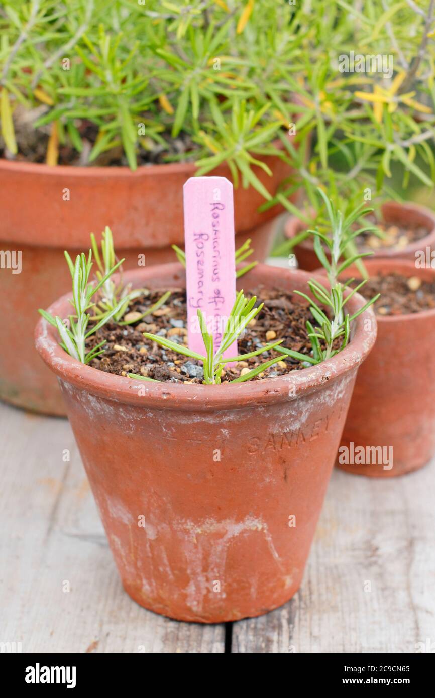 Rosmarinus officinalis. New rosemary cuttings propagated from soft wood ...