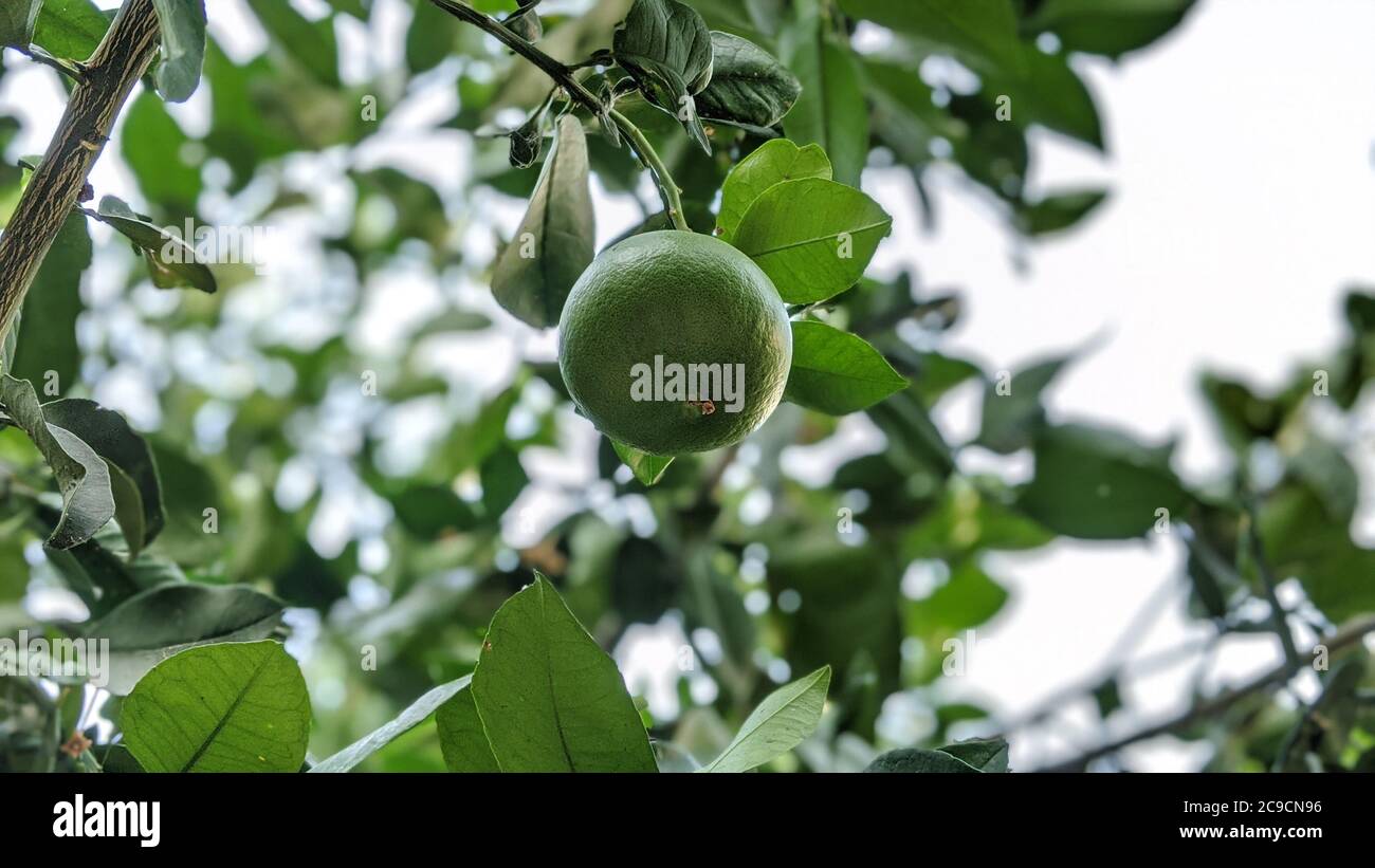 Green citrus fruit lime tree branches and leaves outdoor plant Stock ...