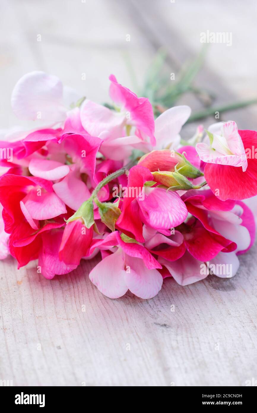 Lathyrus odoratus 'Little Red Riding Hood'. Bunch of sweet pea flowers ...