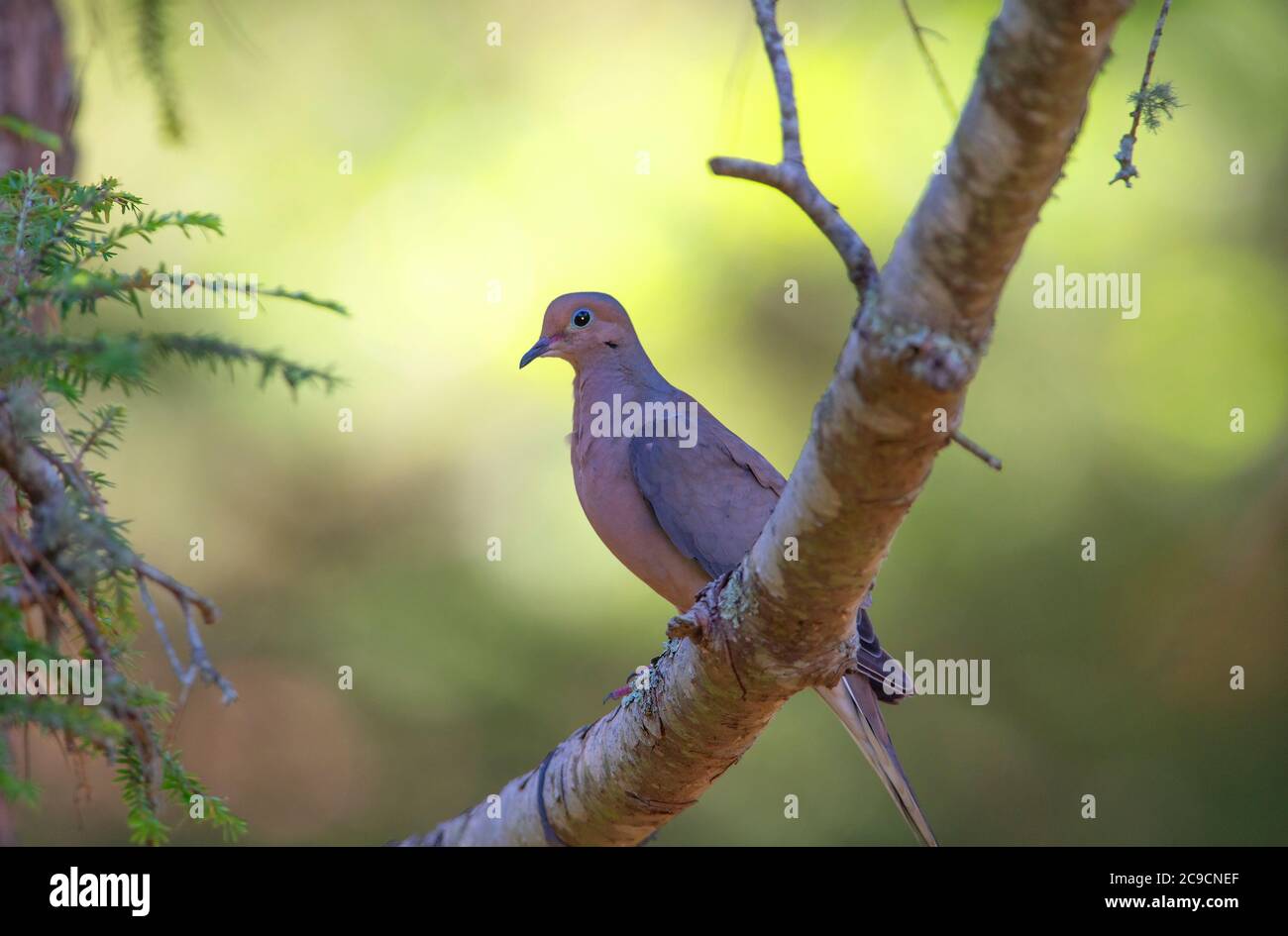 A Mourning Dove (Zenaida macroura) on a branch on Cape Cod, USA Stock ...
