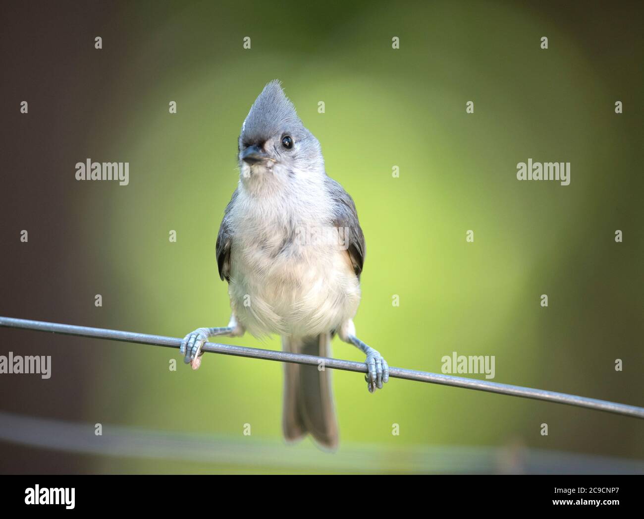 A Tufted Titmouse (Baeolophus bicolor) in a tree on Cape Cod, USA Stock ...
