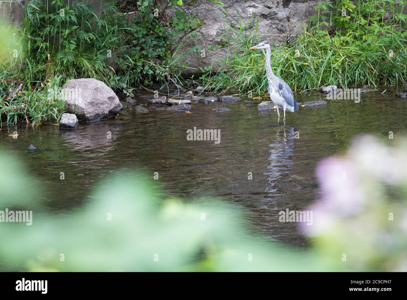 Grey heron predator behavior hi-res stock photography and images - Alamy