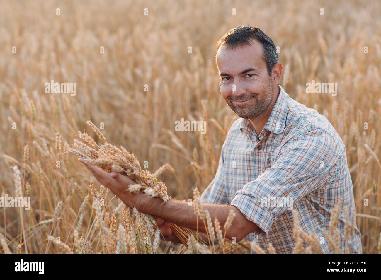 Man farmer in wheat field at sunset. Farming and agricultural ...