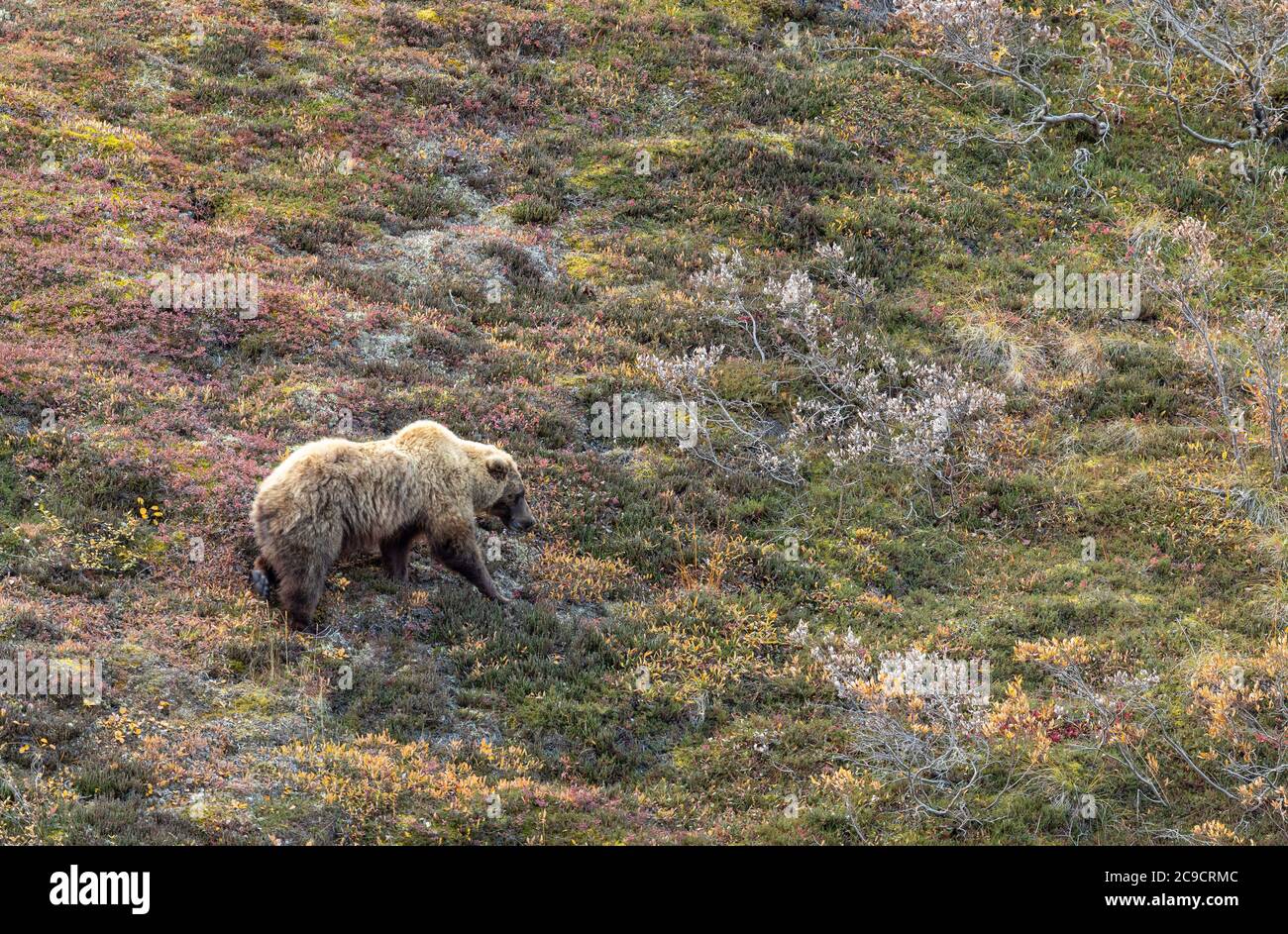 Grizzly Bear in Autumn in Alaska Stock Photo - Alamy