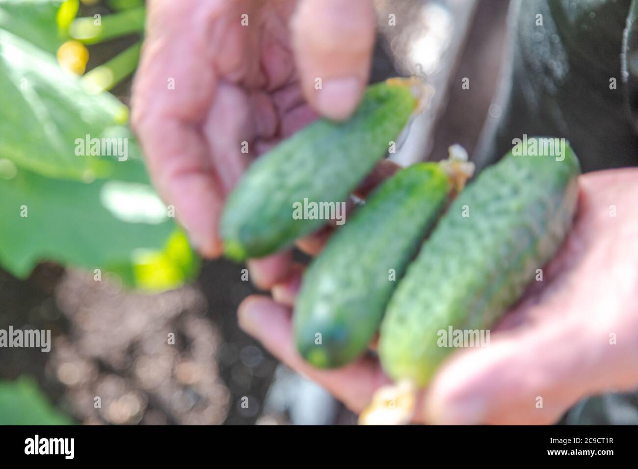 Defocus. organic cucumbers - a person shows cucumbers in the palm of ...