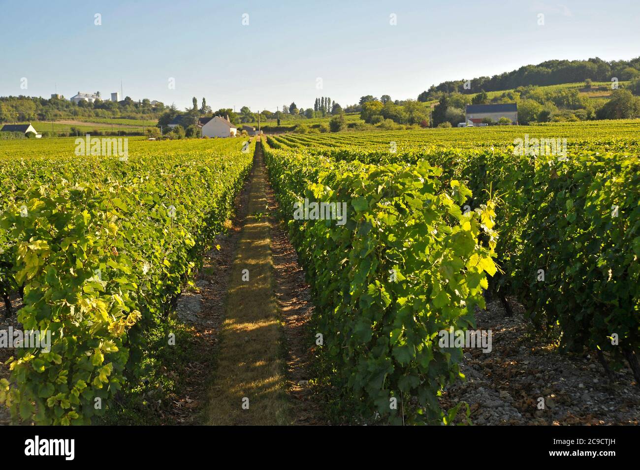 Grape vines in the Maine-et Loire region France Stock Photo - Alamy