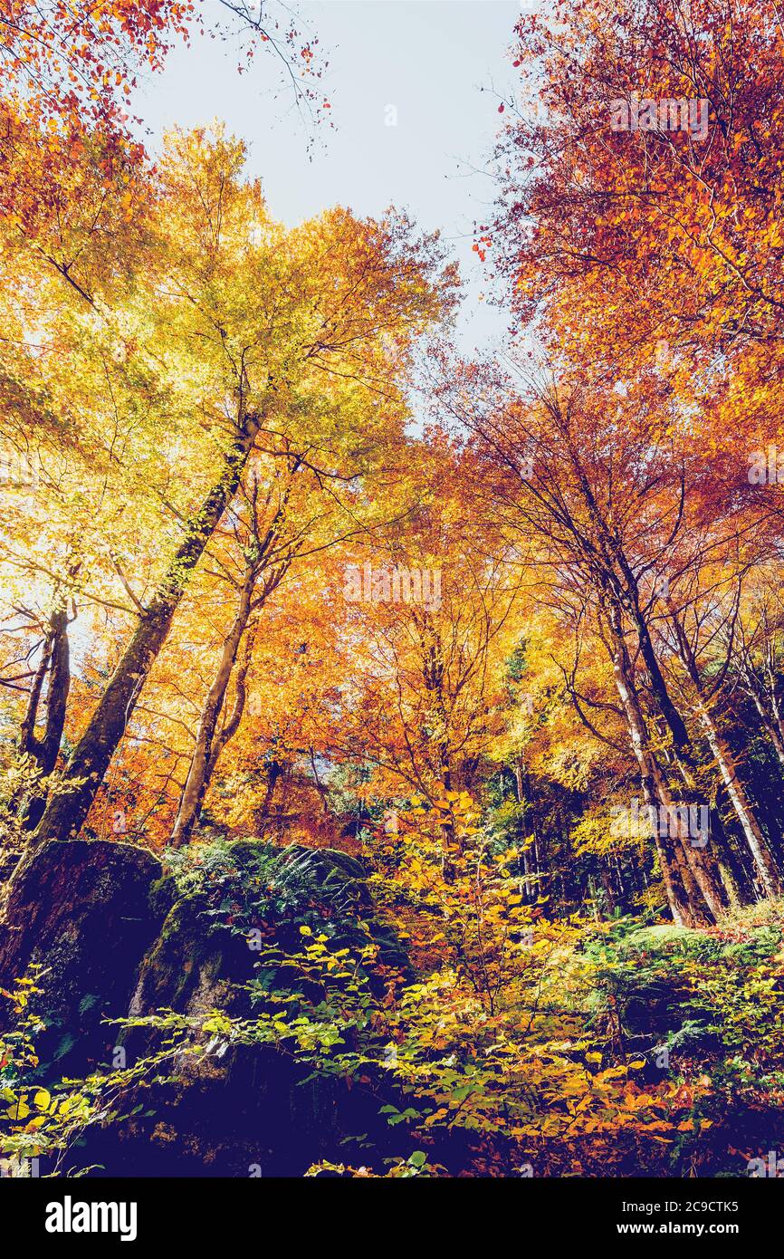 Beech trees plant hi-res stock photography and images - Alamy