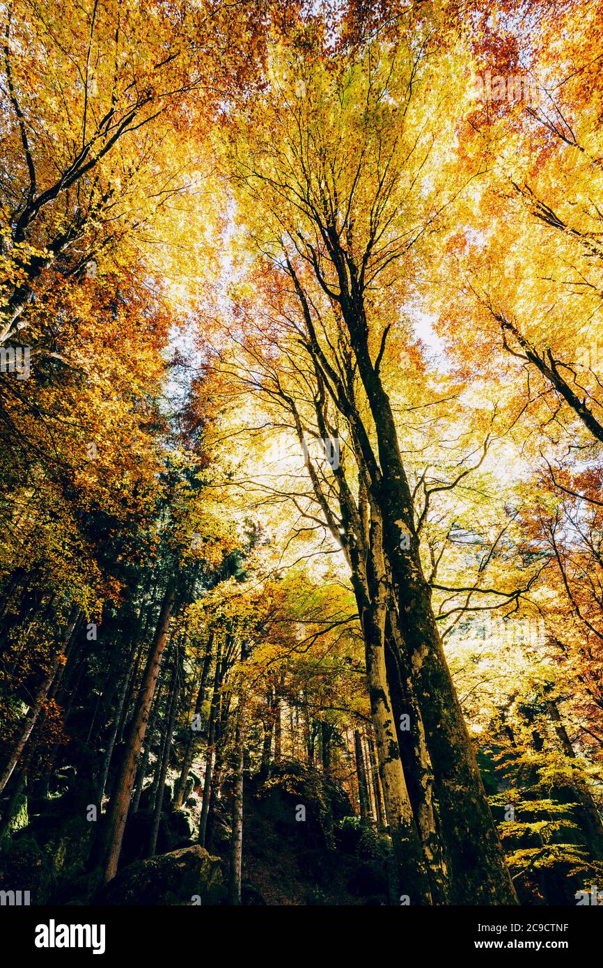 autumn beech forest with sunbeams Stock Photo - Alamy