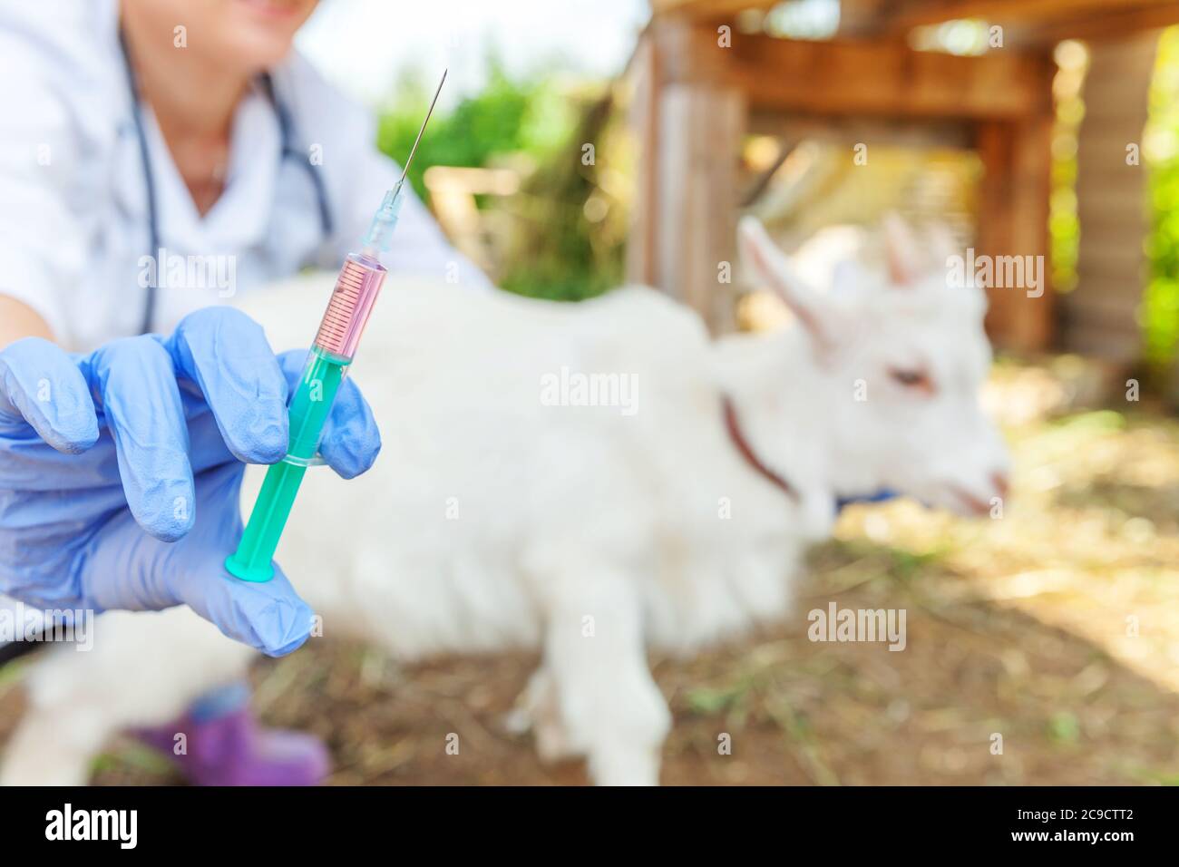 Young veterinarian woman with syringe holding and injecting goat kid on ...