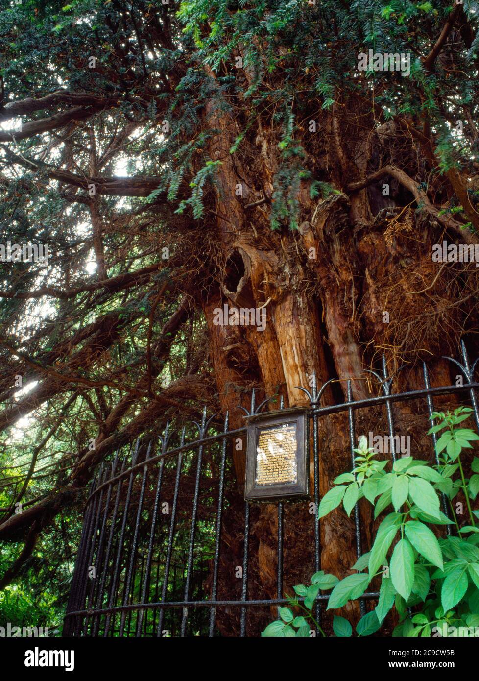 Ancient Yew Tree High Resolution Stock Photography and Images - Alamy
