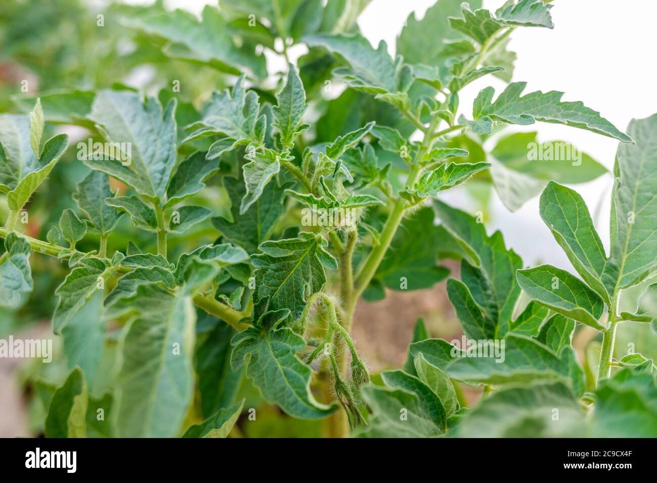 Tomato plant shoots hi-res stock photography and images - Alamy