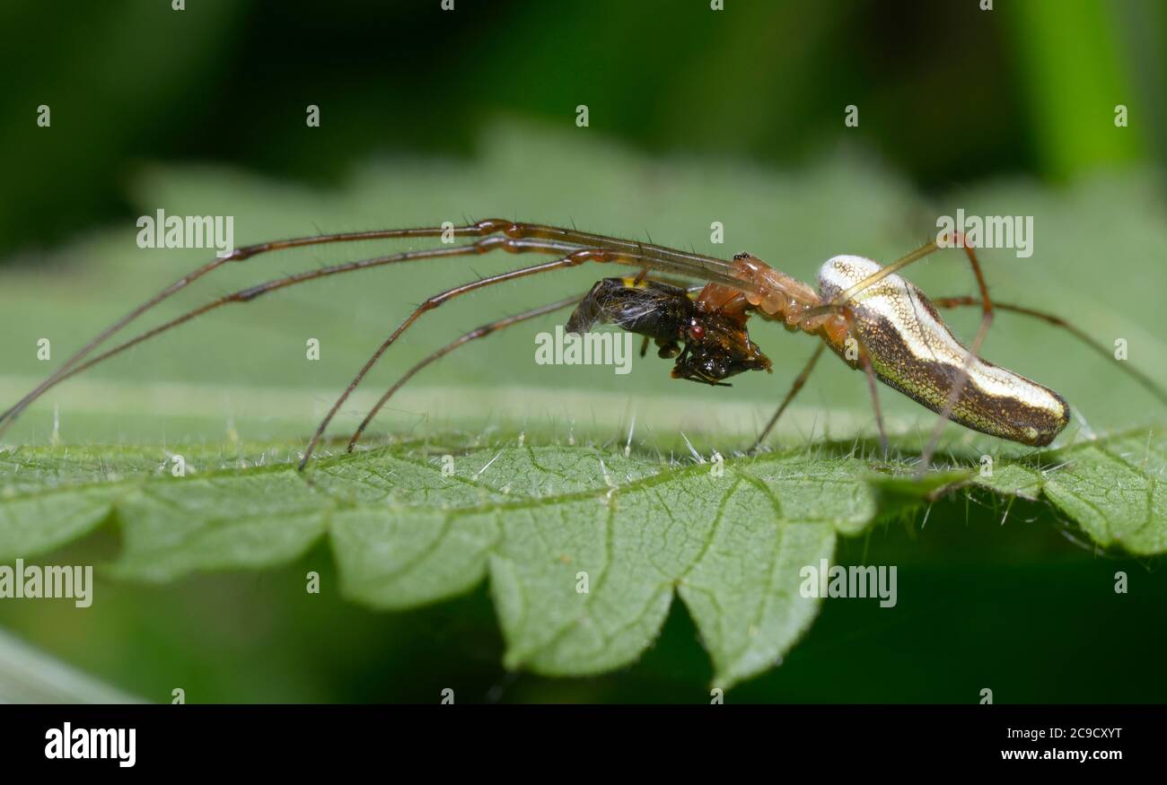 Long legged insects hi-res stock photography and images - Alamy