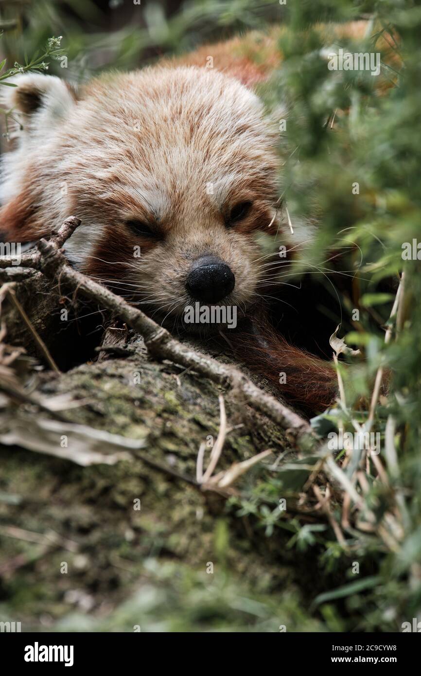 Snooze eyes hi-res stock photography and images - Alamy