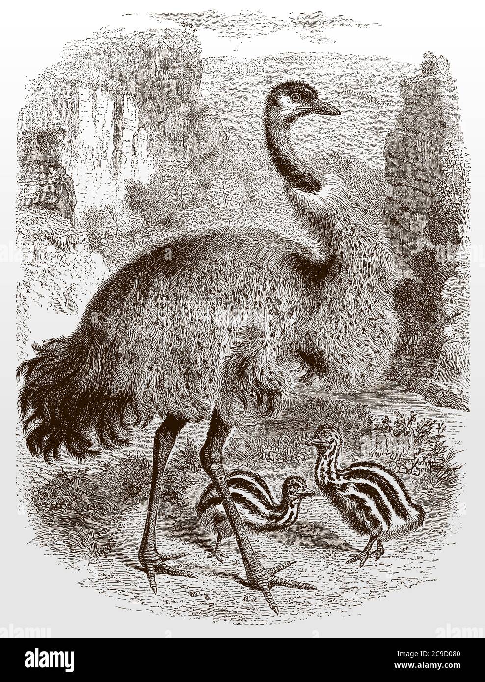 Striped chicks Stock Vector Images - Alamy