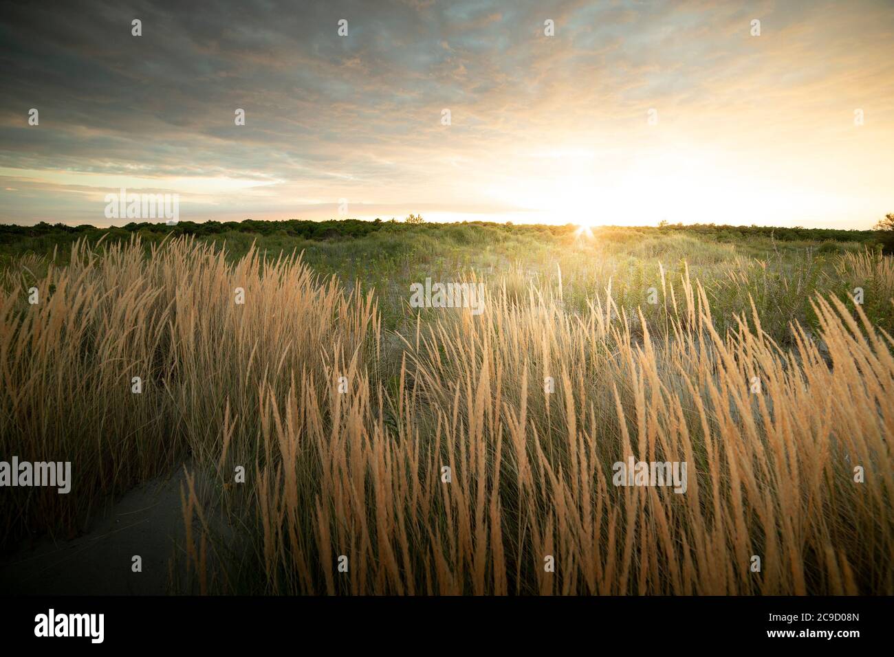 Porto Caleri coastal botanical garden and wild beach, Veneto, Italy ...