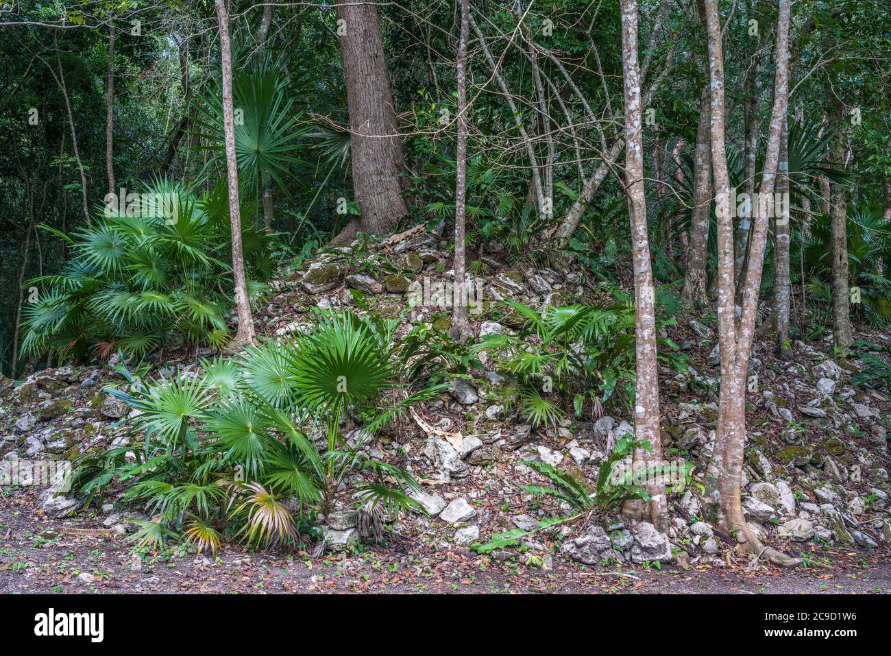Maya biosphere reserve indigenous hi-res stock photography and images ...