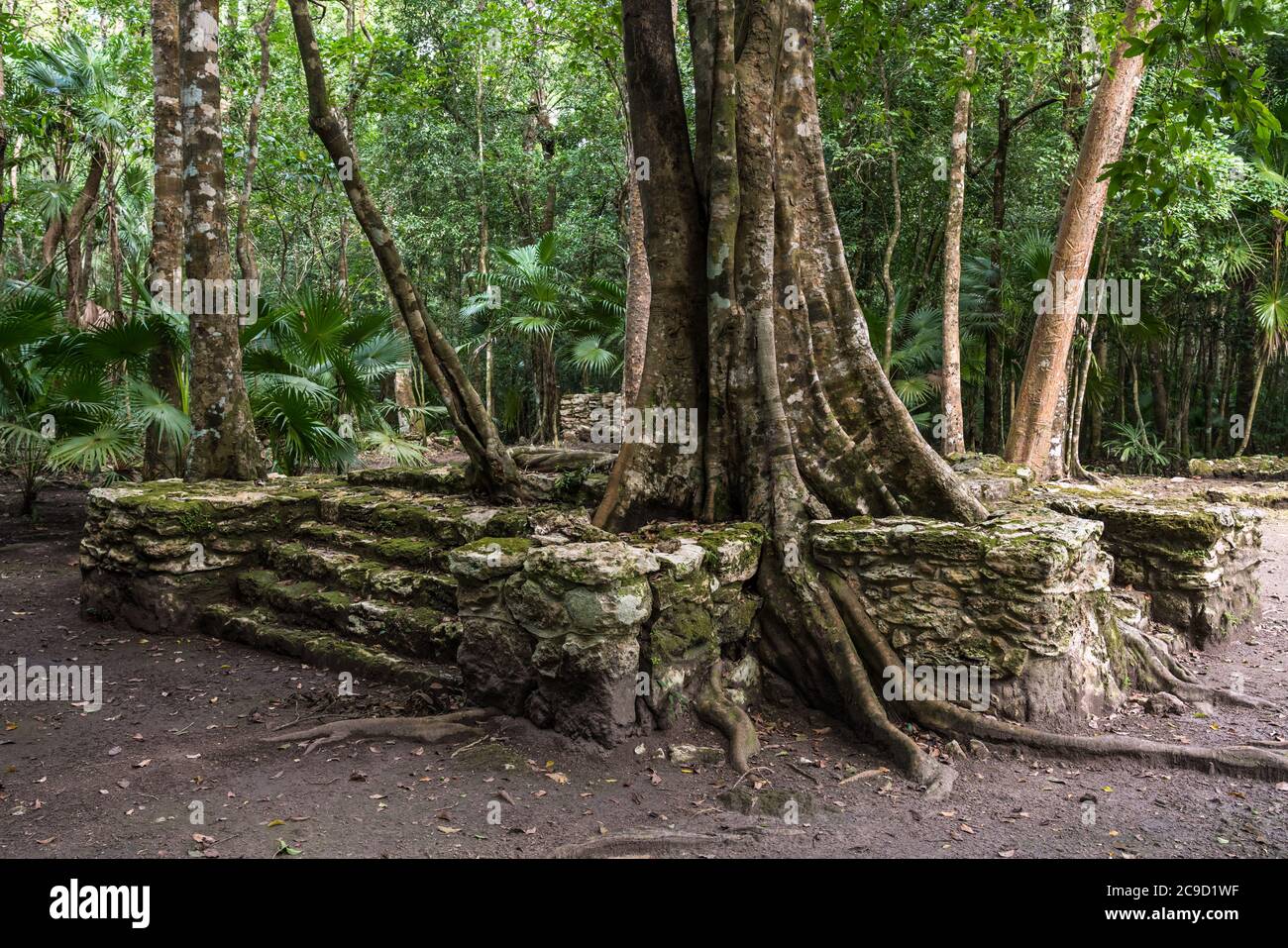 Jungle trees reclaiming the ruins of the Mayan city of Muyil or ...