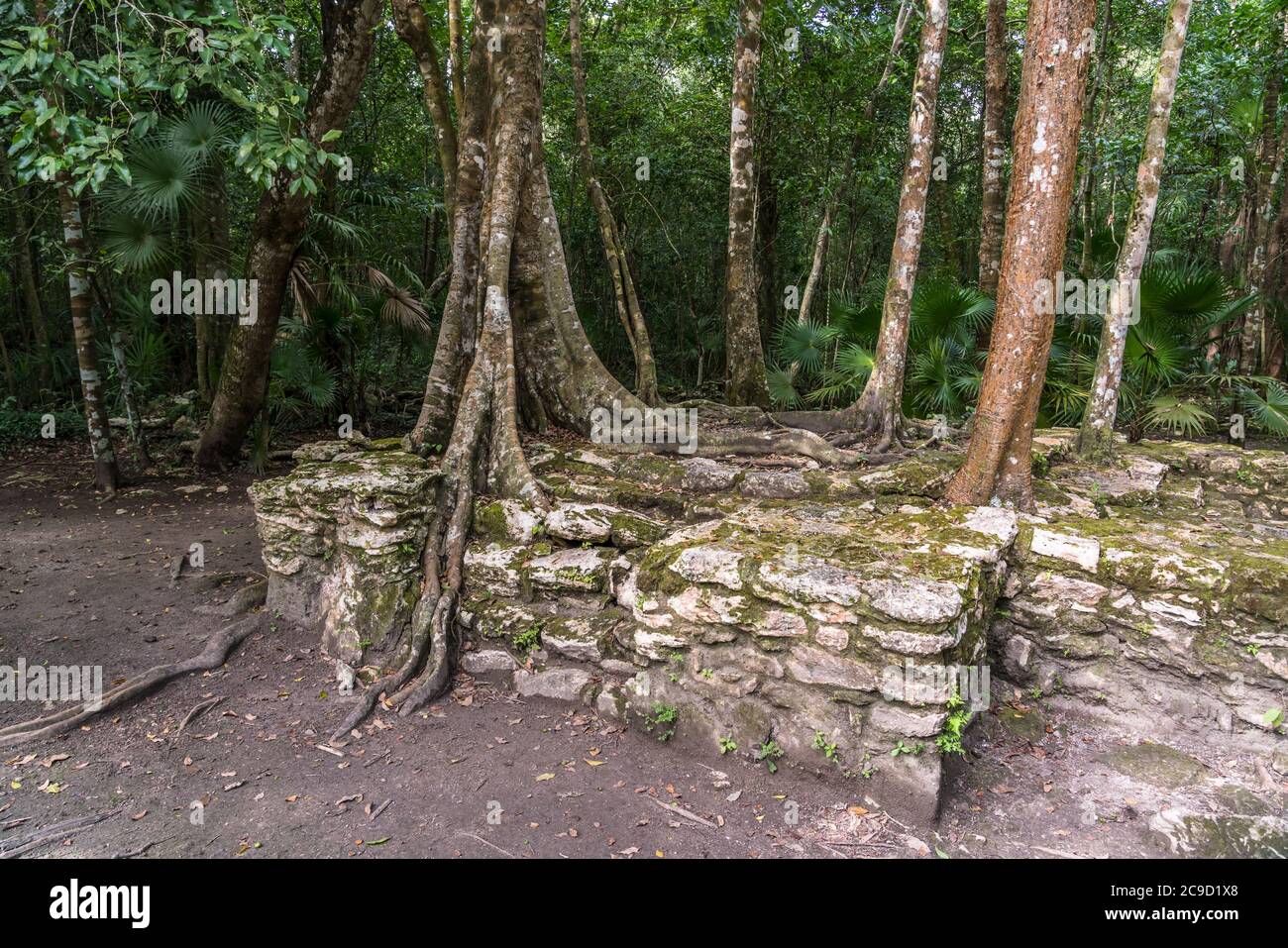 Jungle trees reclaiming the ruins of the Mayan city of Muyil or ...