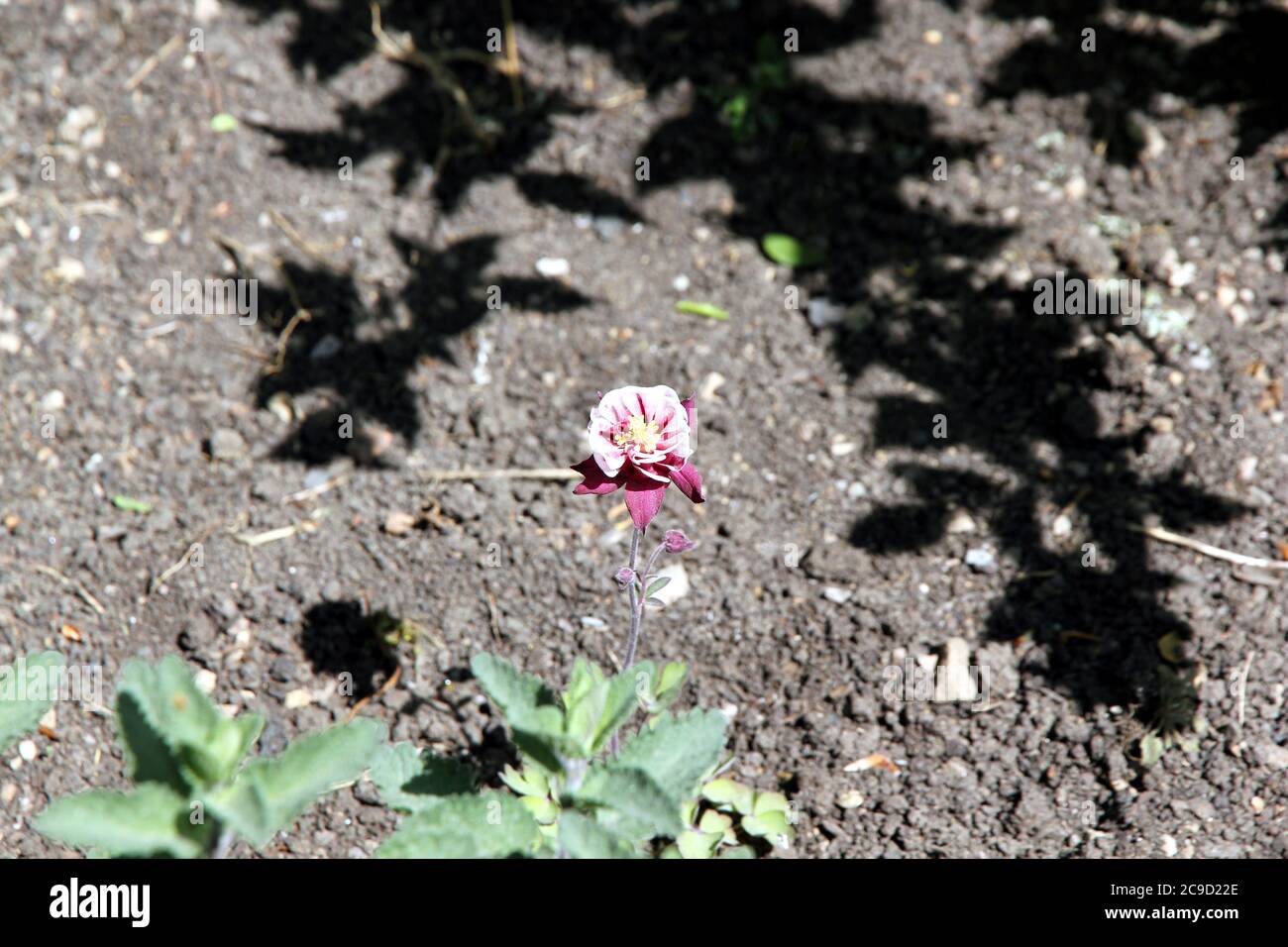 Pink flowered Garden plant in soil Stock Photo - Alamy