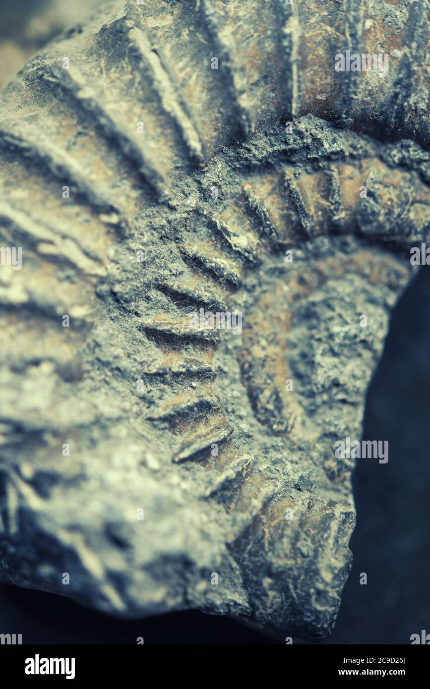 Cephalopod fossils hi-res stock photography and images - Alamy