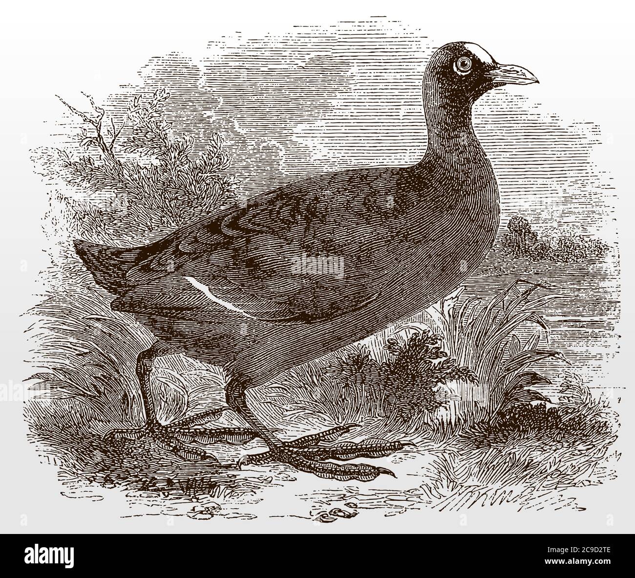 Common coot in lake Stock Vector Images - Alamy