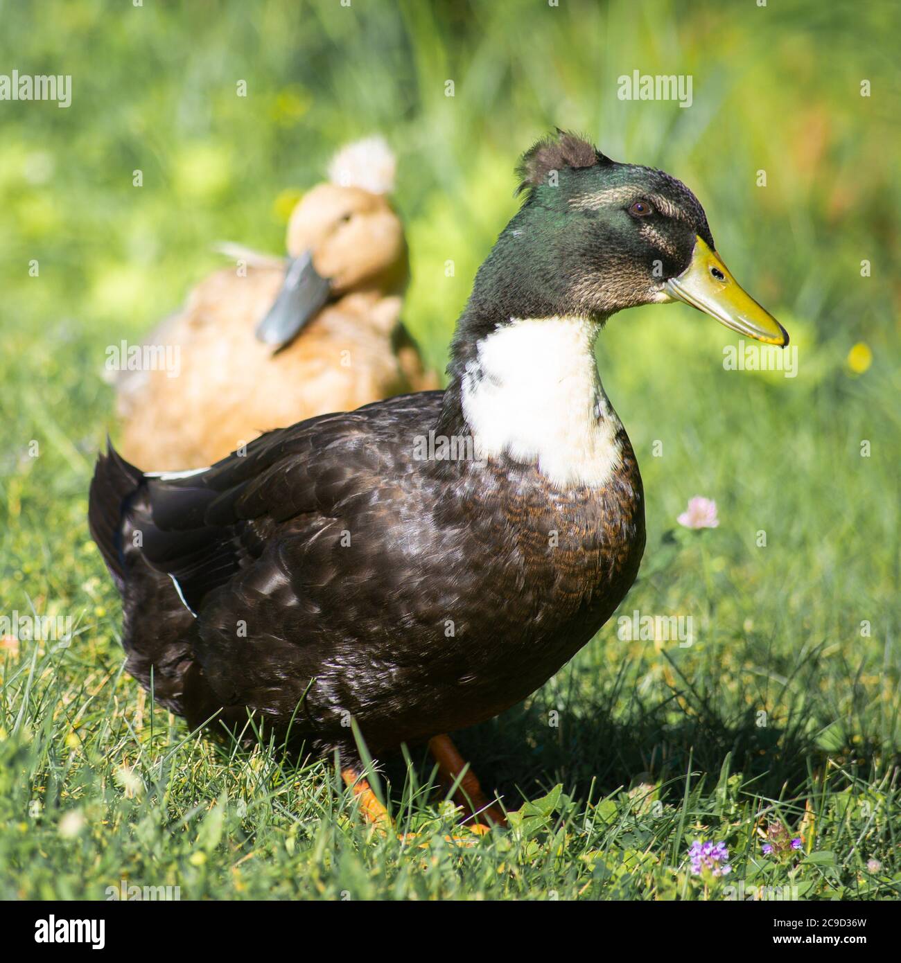 Two Little Ducks Stock Photo - Alamy