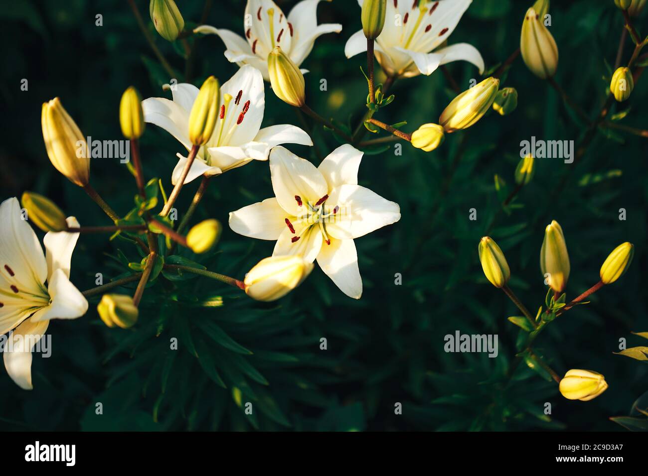 Beautiful white lily in the garden outdoors, lily blossom, spring time ...