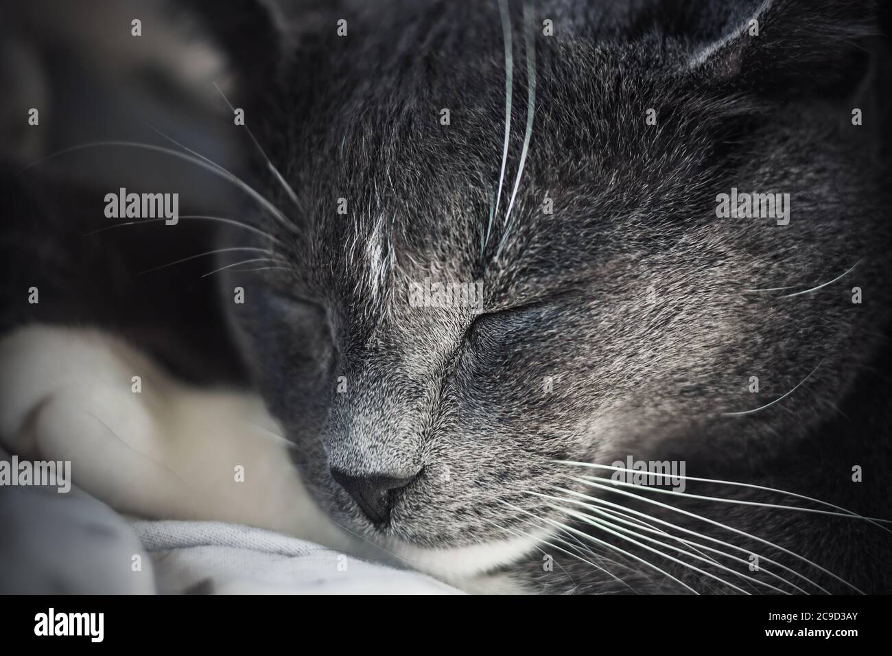 A close-up portrait of a cute, lazy, grey house cat, who is fast asleep ...