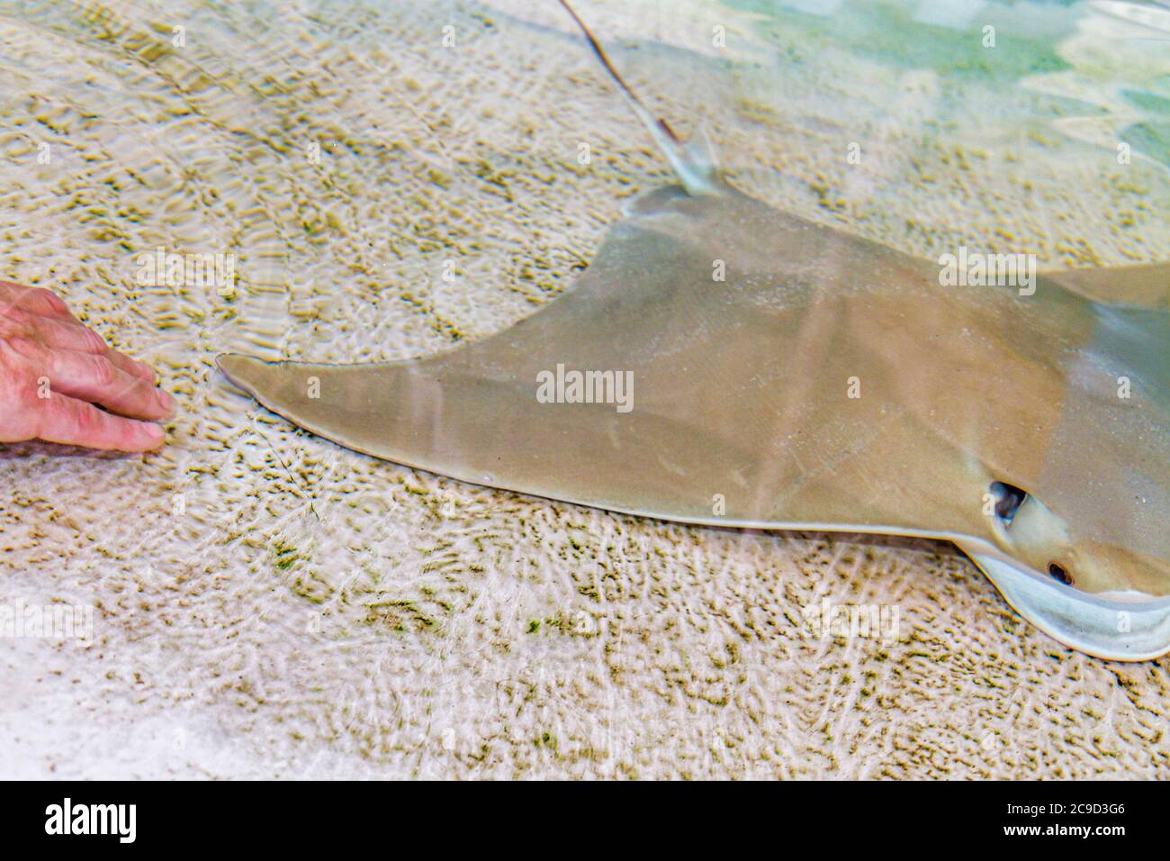 Sarasota Florida,Lido Key,Mote Marine Laboratory Aquarium,Ray Touch ...