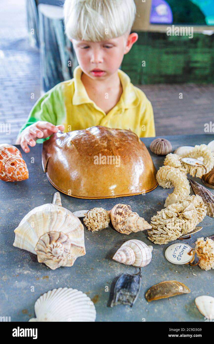 Sarasota Florida,Lido Key,Mote Marine Laboratory Aquarium,shells ...