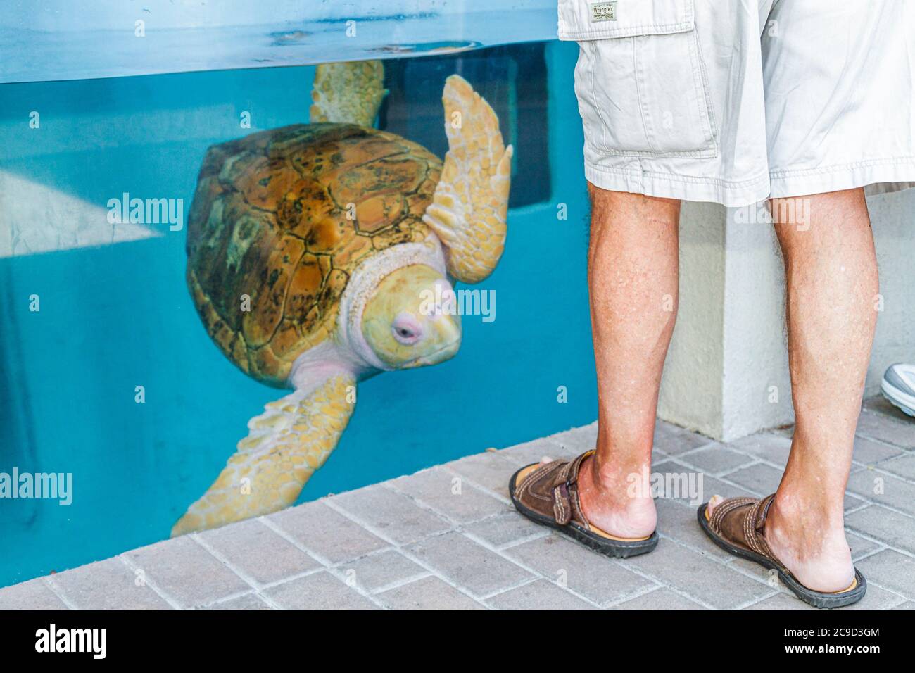 Sarasota Florida,Lido Key,Mote Marine Laboratory Aquarium,sea turtle ...