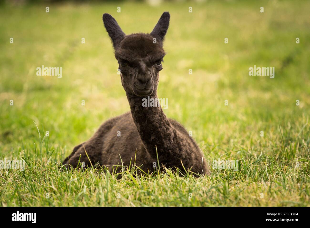Baby Alpacas And Llamas