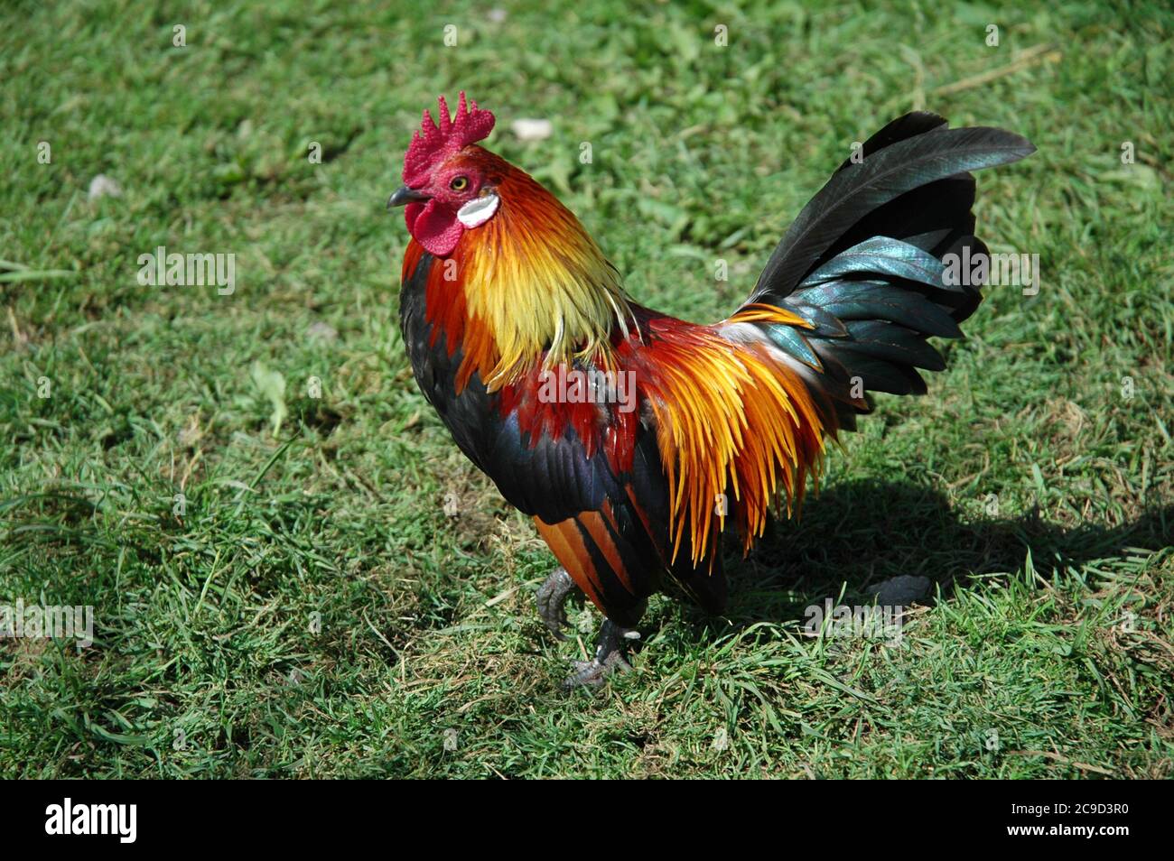 Dutch True Bantam Cock standing in grassy run. August Stock Photo - Alamy