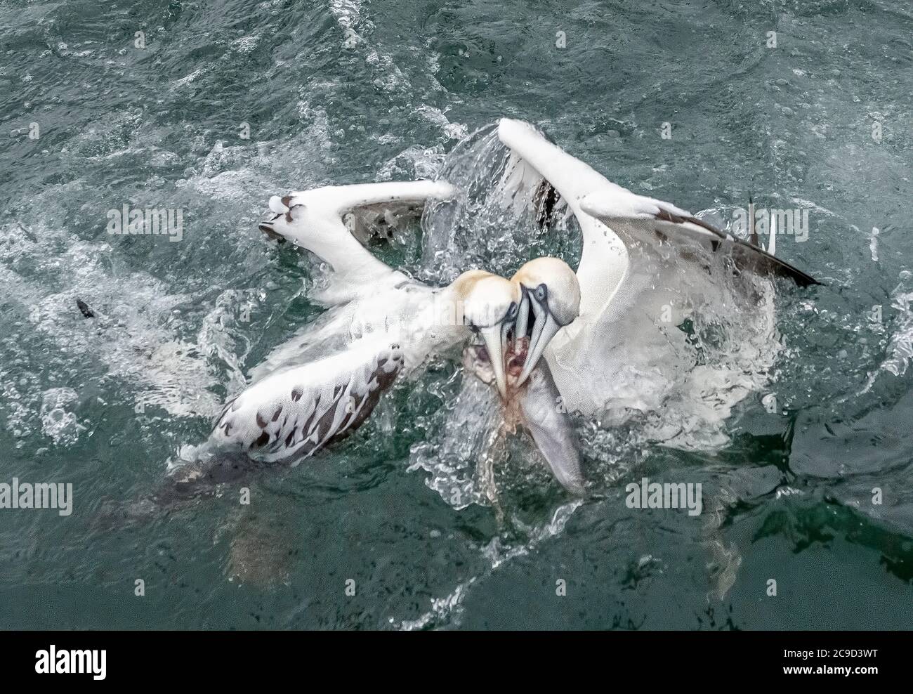 Gull diving for fish hi-res stock photography and images - Alamy