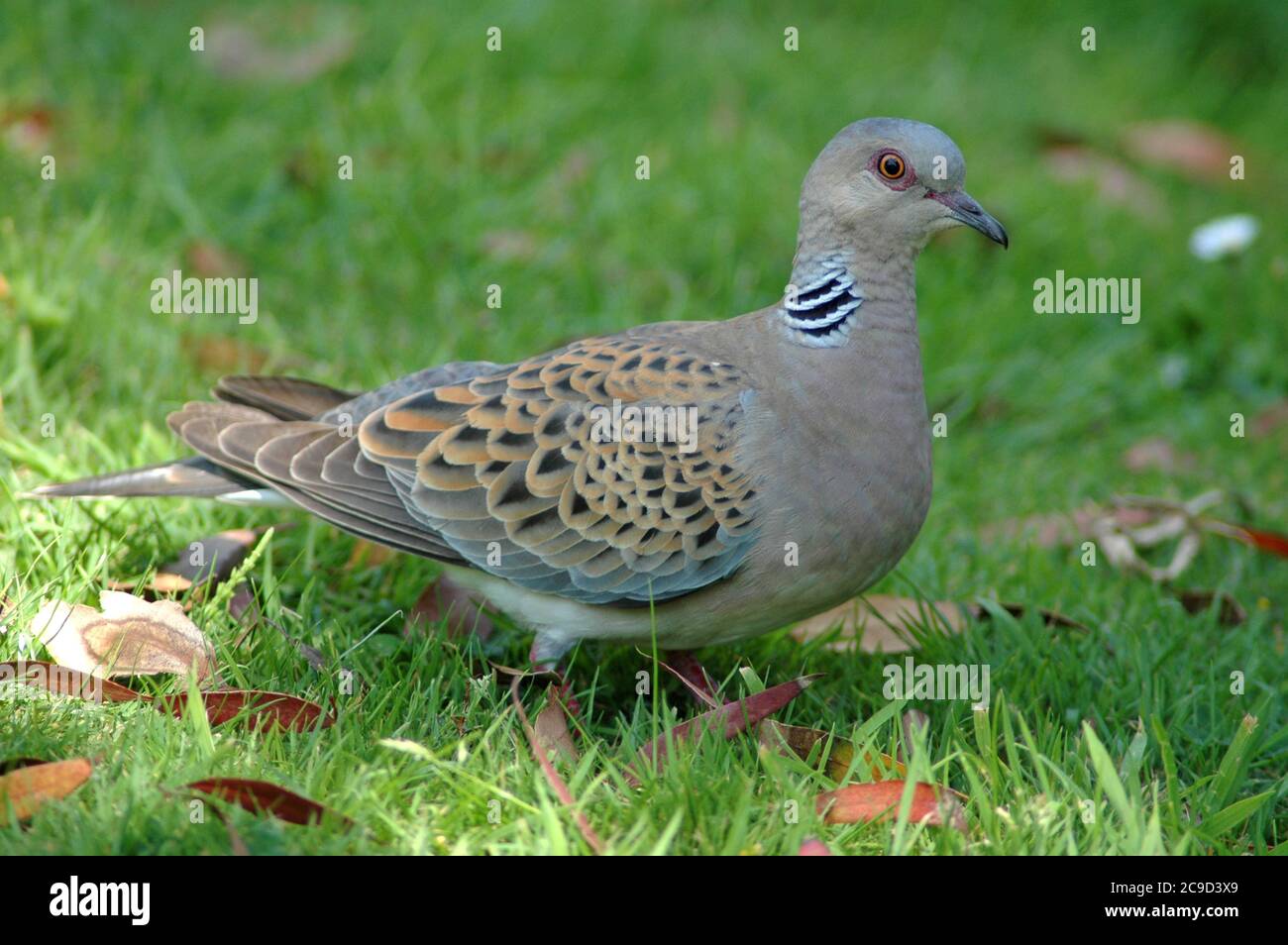 Turtle Dove (Streptopelia turtur) in garden . July, West Sussex Coastal ...
