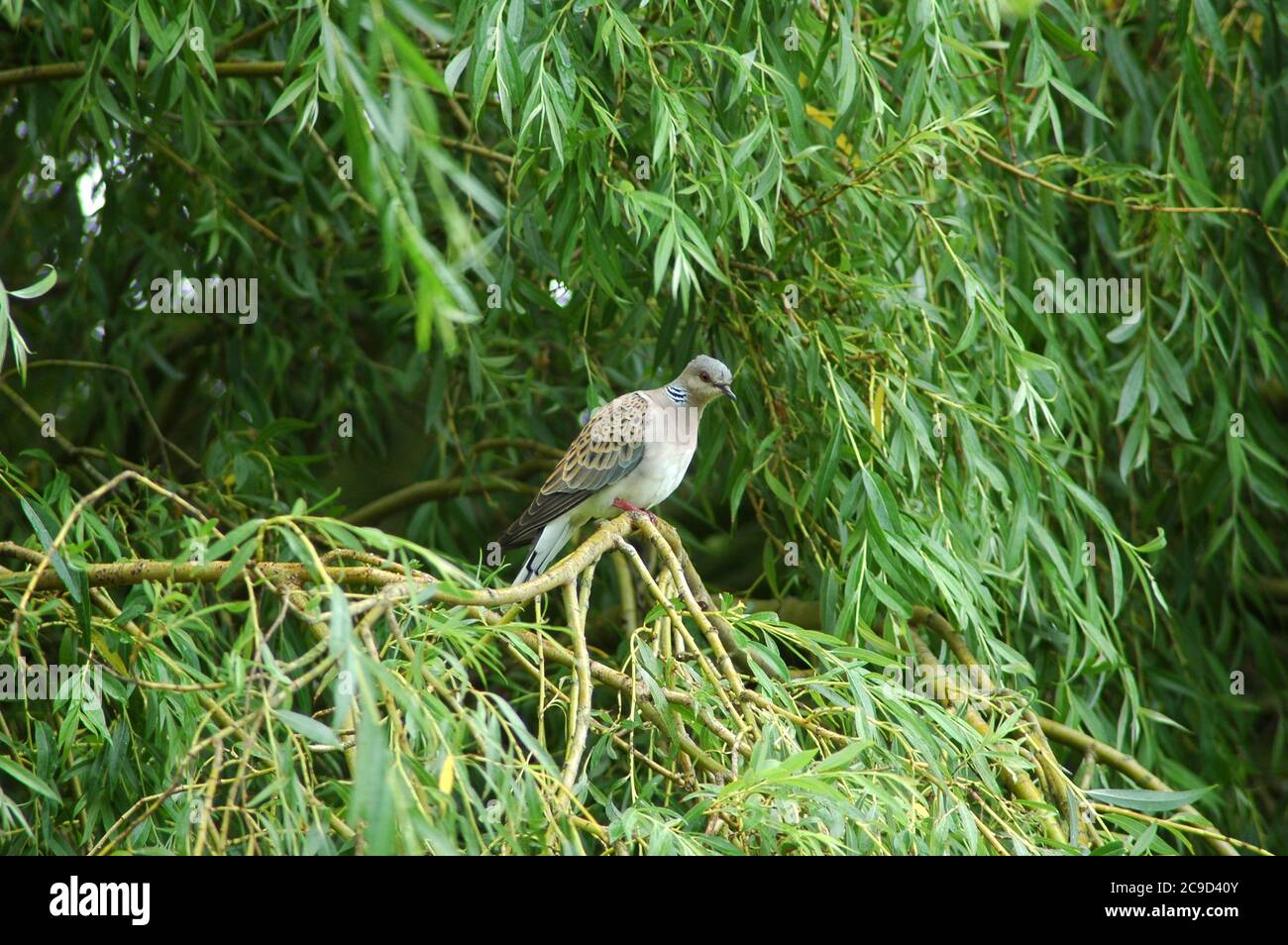 Black willow tree hi-res stock photography and images - Alamy