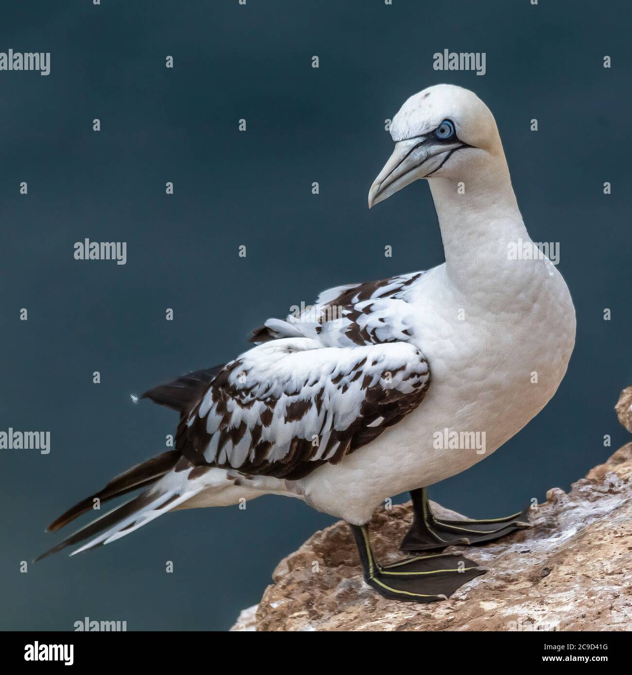 Two gannet bird hi-res stock photography and images - Alamy
