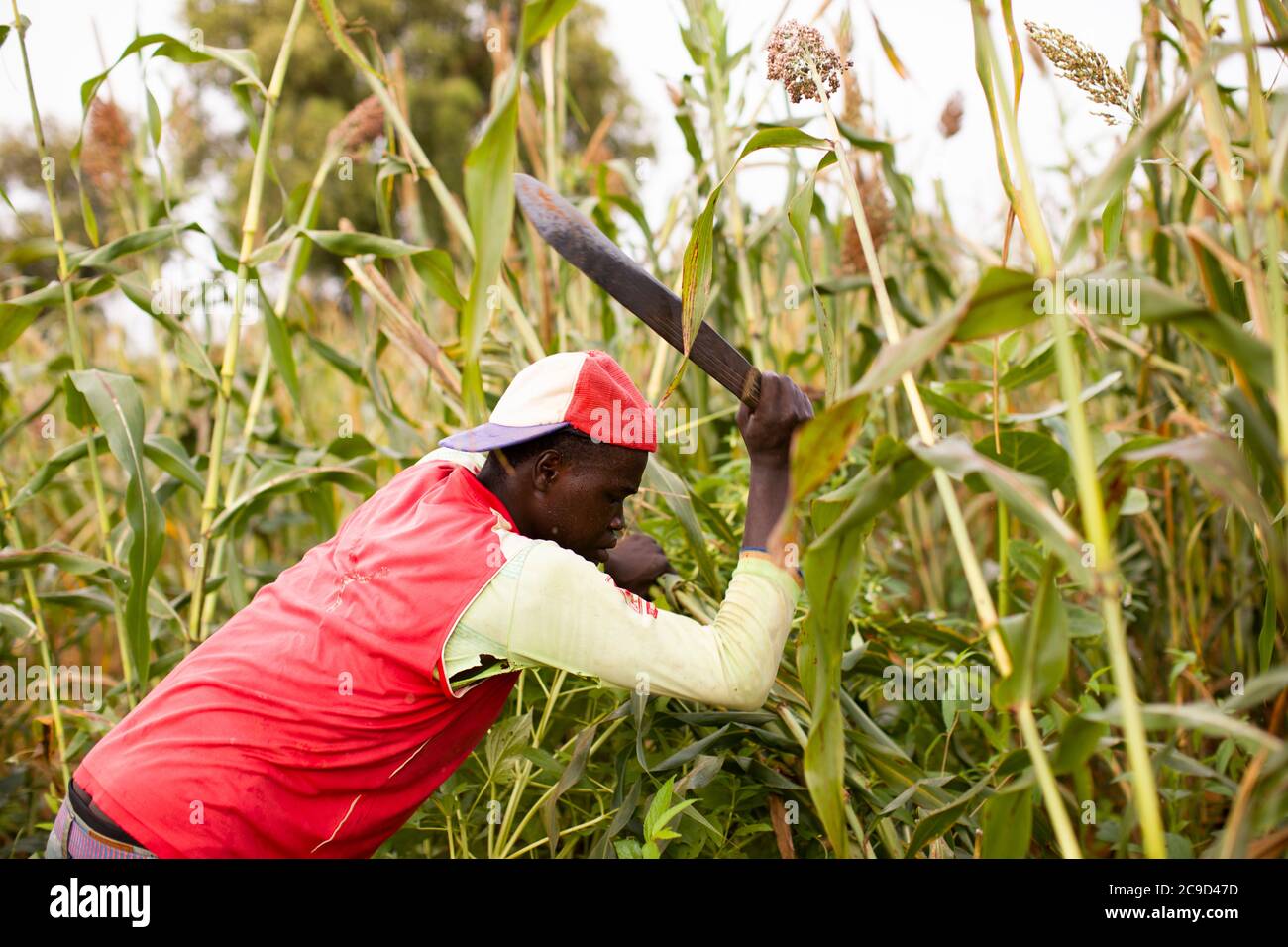 African finger millet hi-res stock photography and images - Alamy
