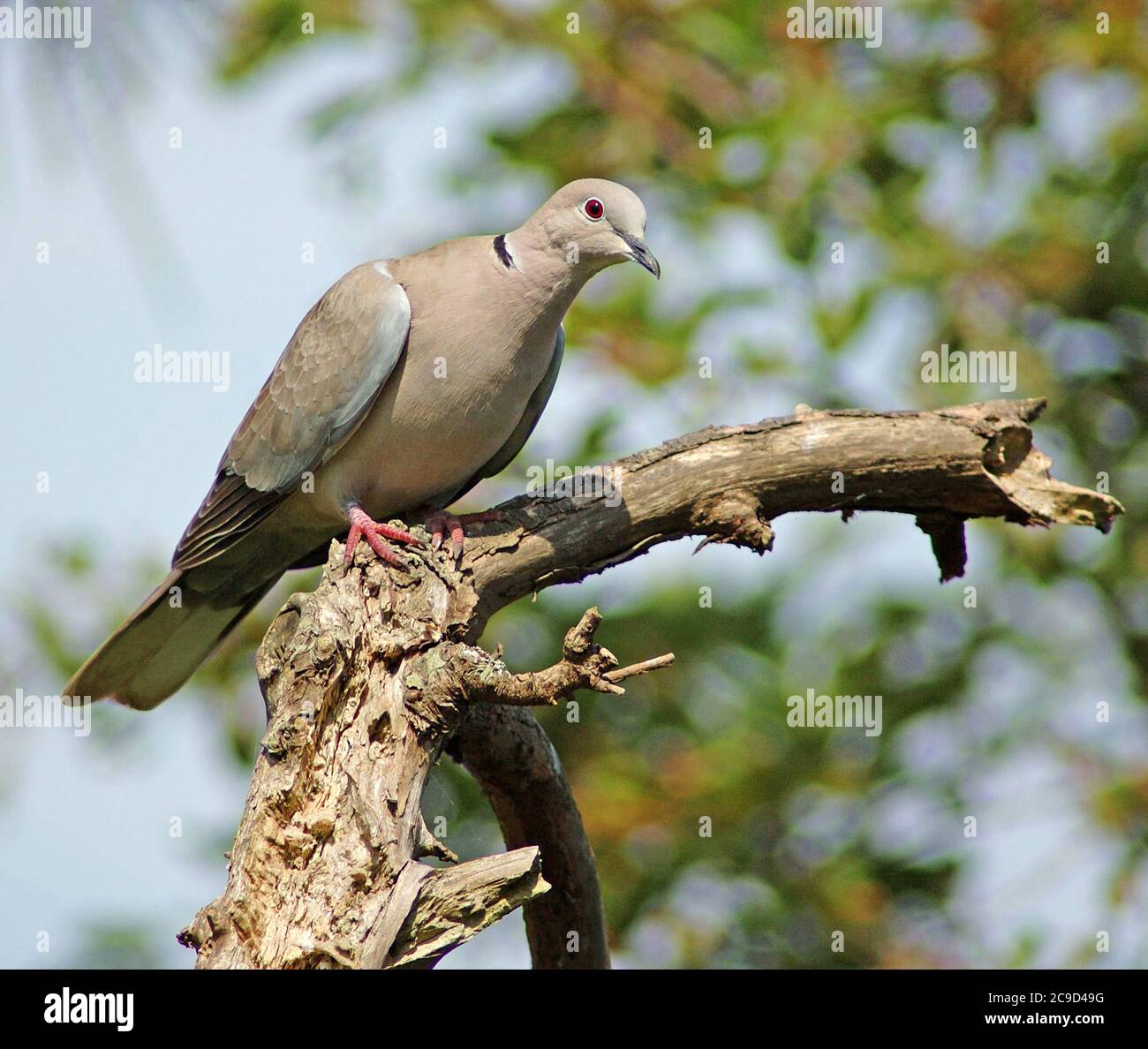 Dead apple hi-res stock photography and images - Alamy