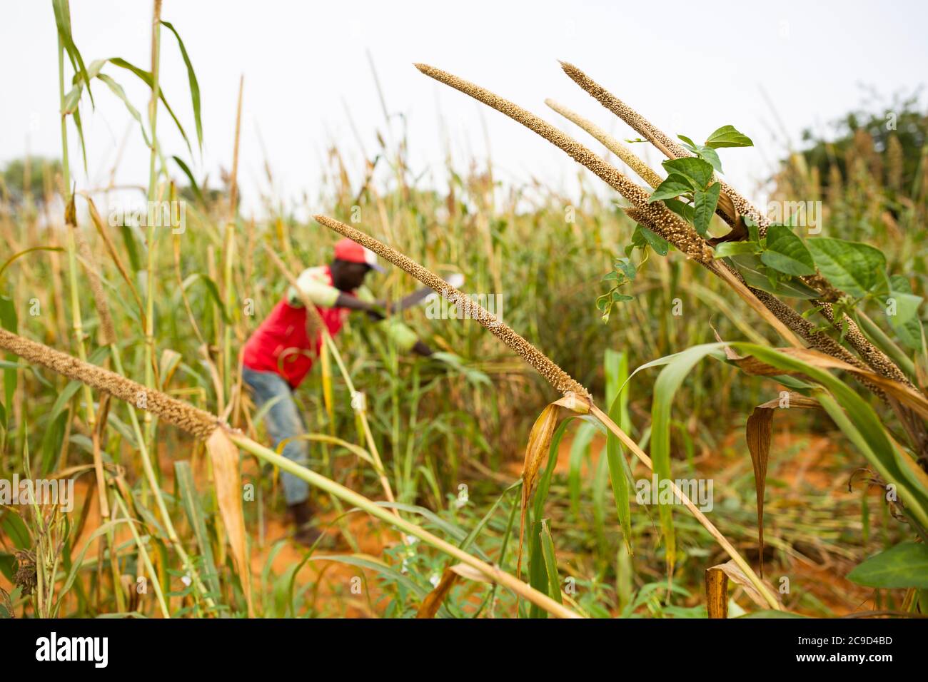 Harvesting millet hi-res stock photography and images - Alamy