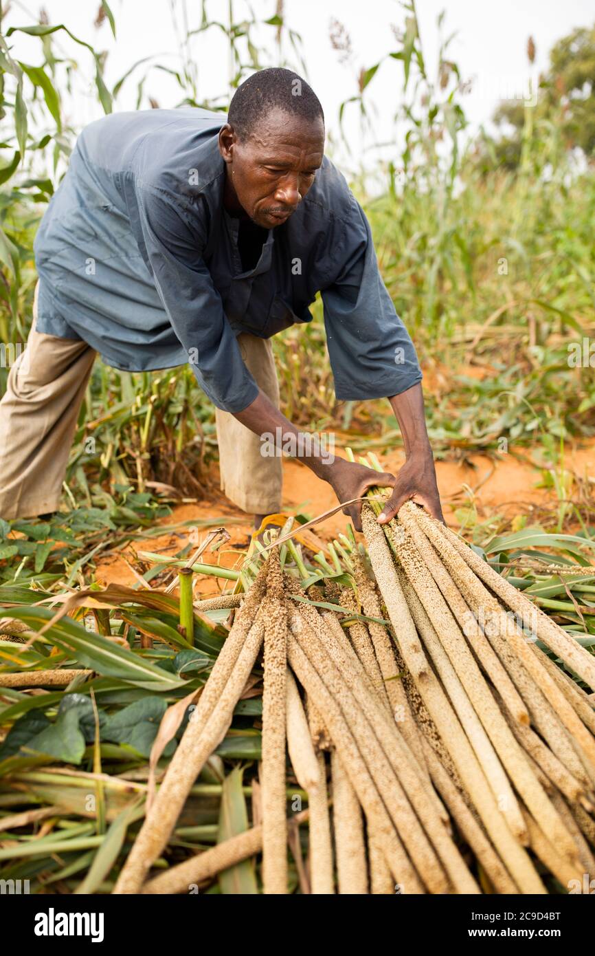 Finger millet africa hi-res stock photography and images - Alamy