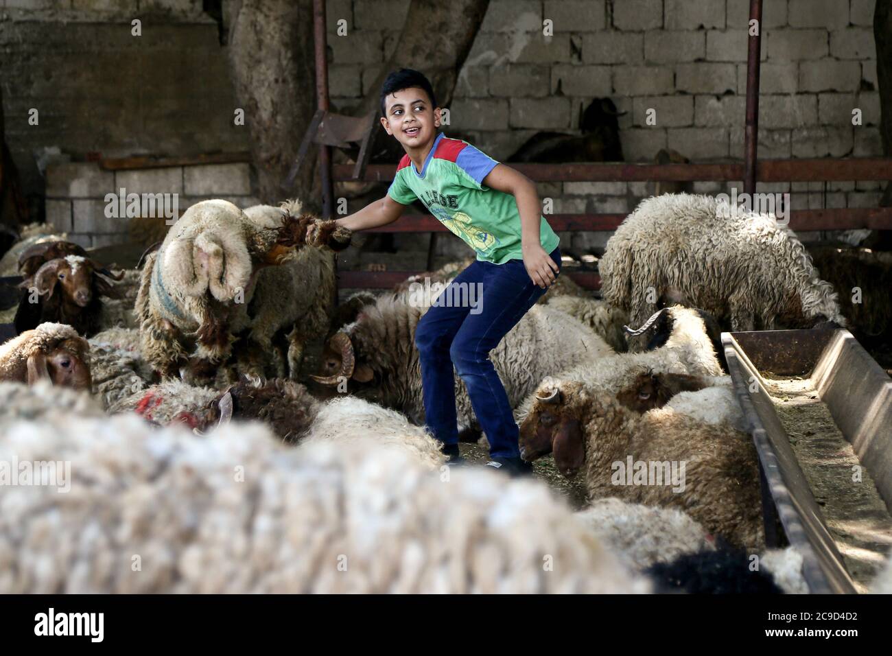 Beirut, Lebanon. 30th July, 2020. A boy drags a sheep from its leg for ...