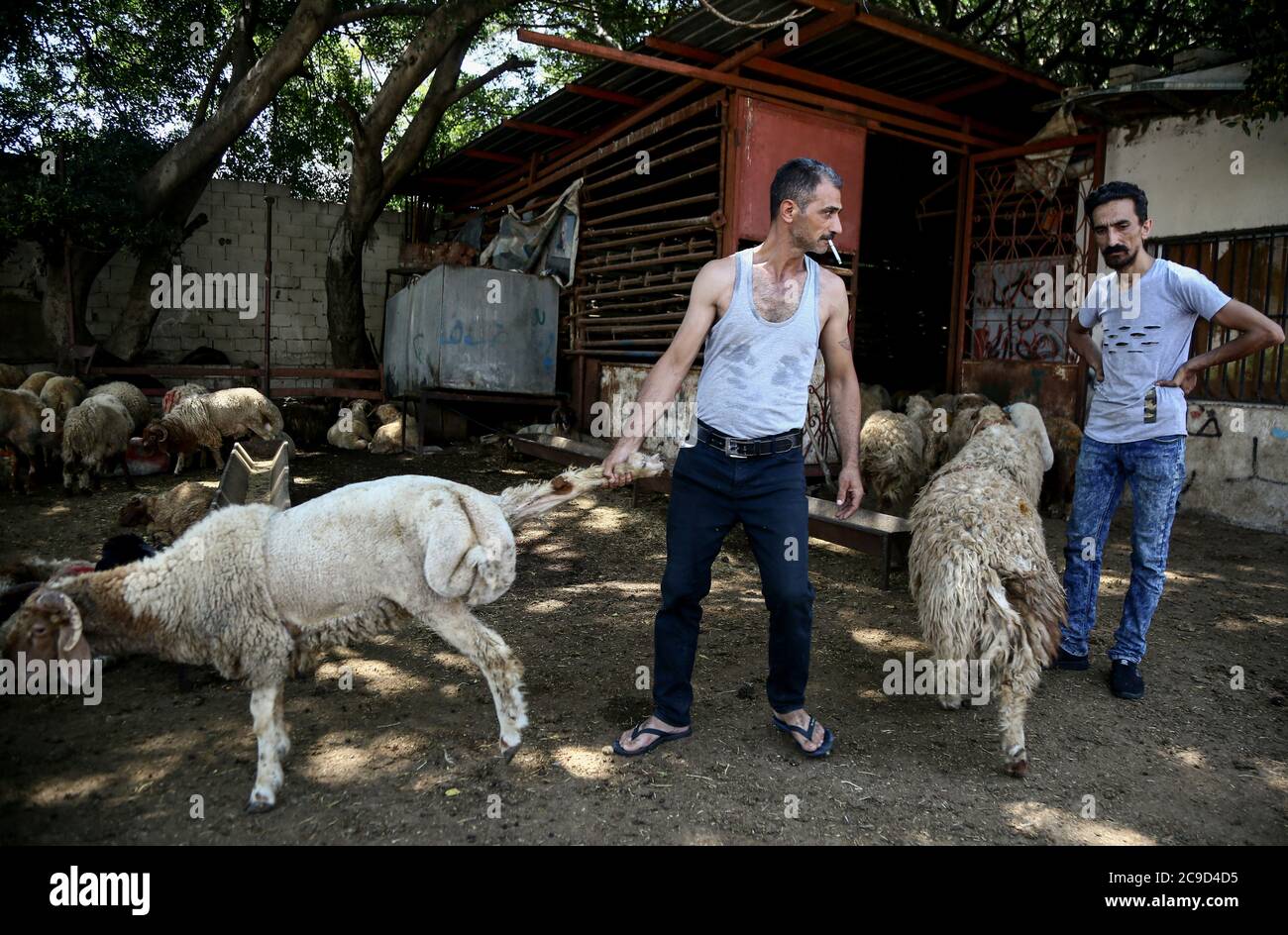 Beirut, Lebanon. 30th July, 2020. A man drags a sheep from its leg for ...