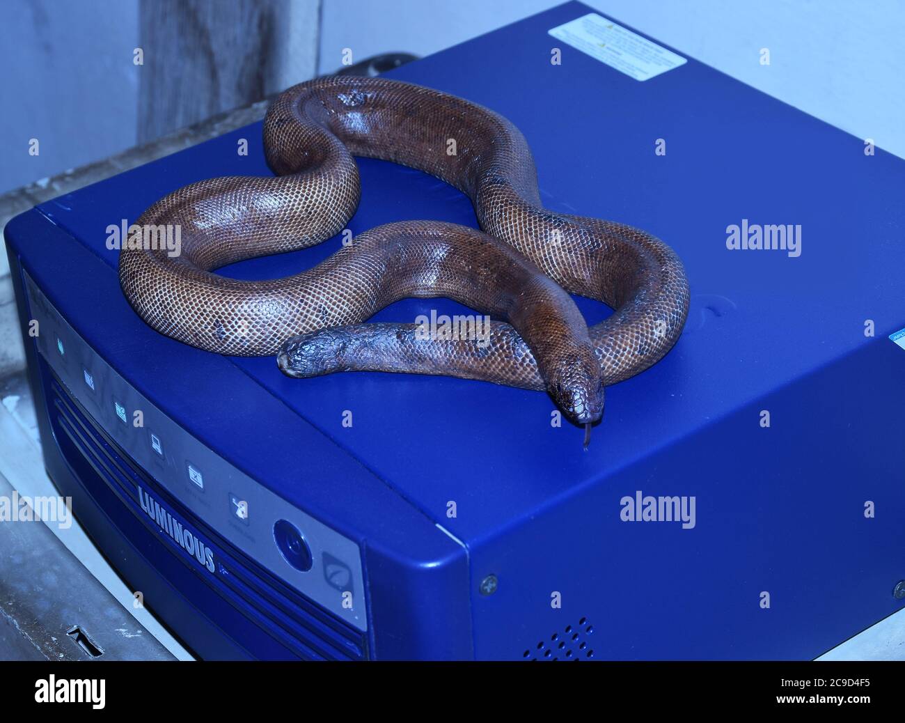 Snake on inverter hi-res stock photography and images - Alamy