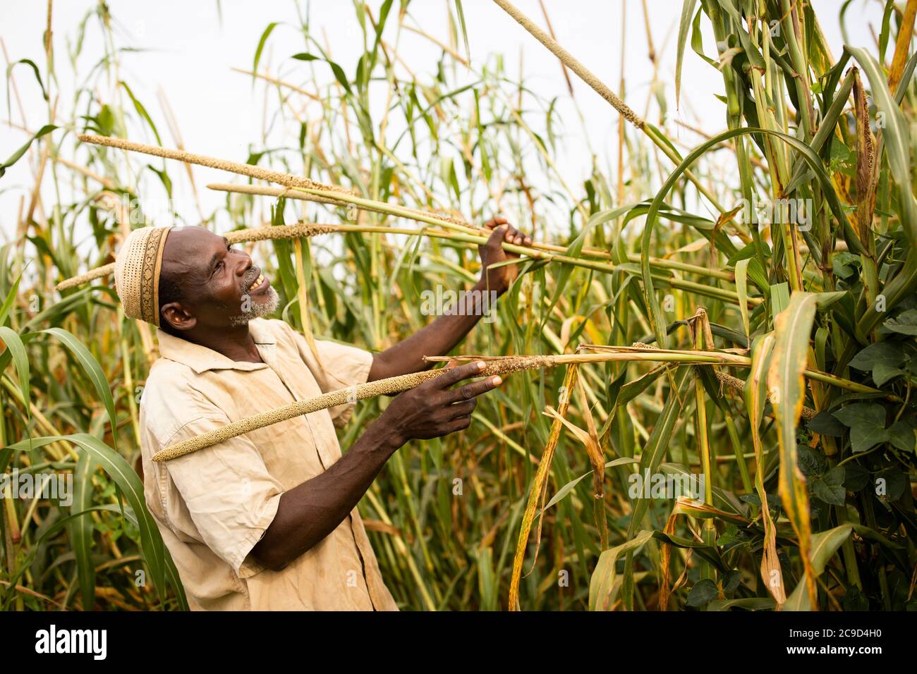 Male smallholder subsistence farmer harvesting millet on his farm in ...