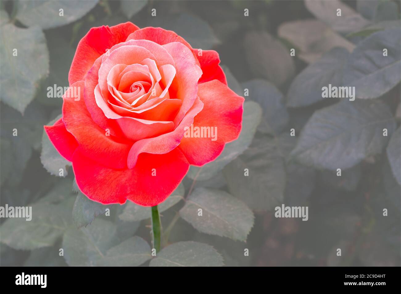 Beautiful Red Rose Against an Abstract, Desaturated Background of ...