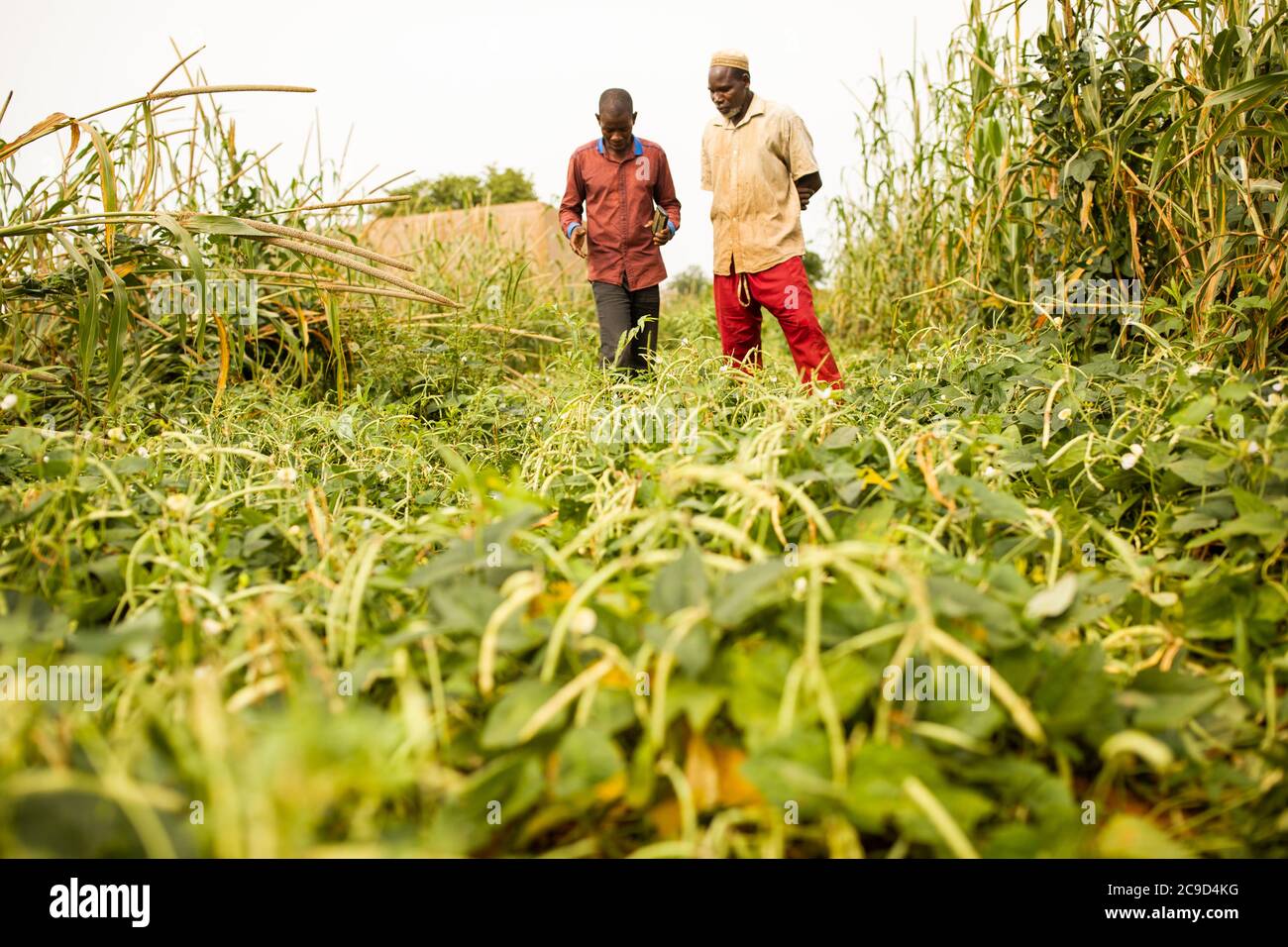 An extension agent gives agricultural advice to a smallholder farmer on ...